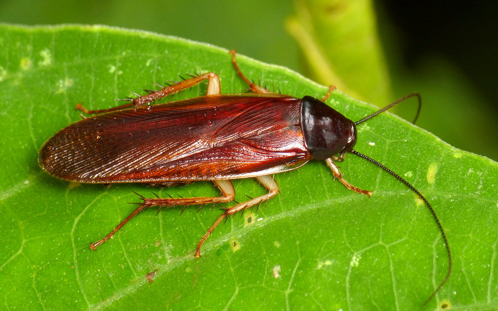 How Old Are Cockroaches Yale Scientific Magazine How Old Are Cockroaches Yale Scientific Magazine
