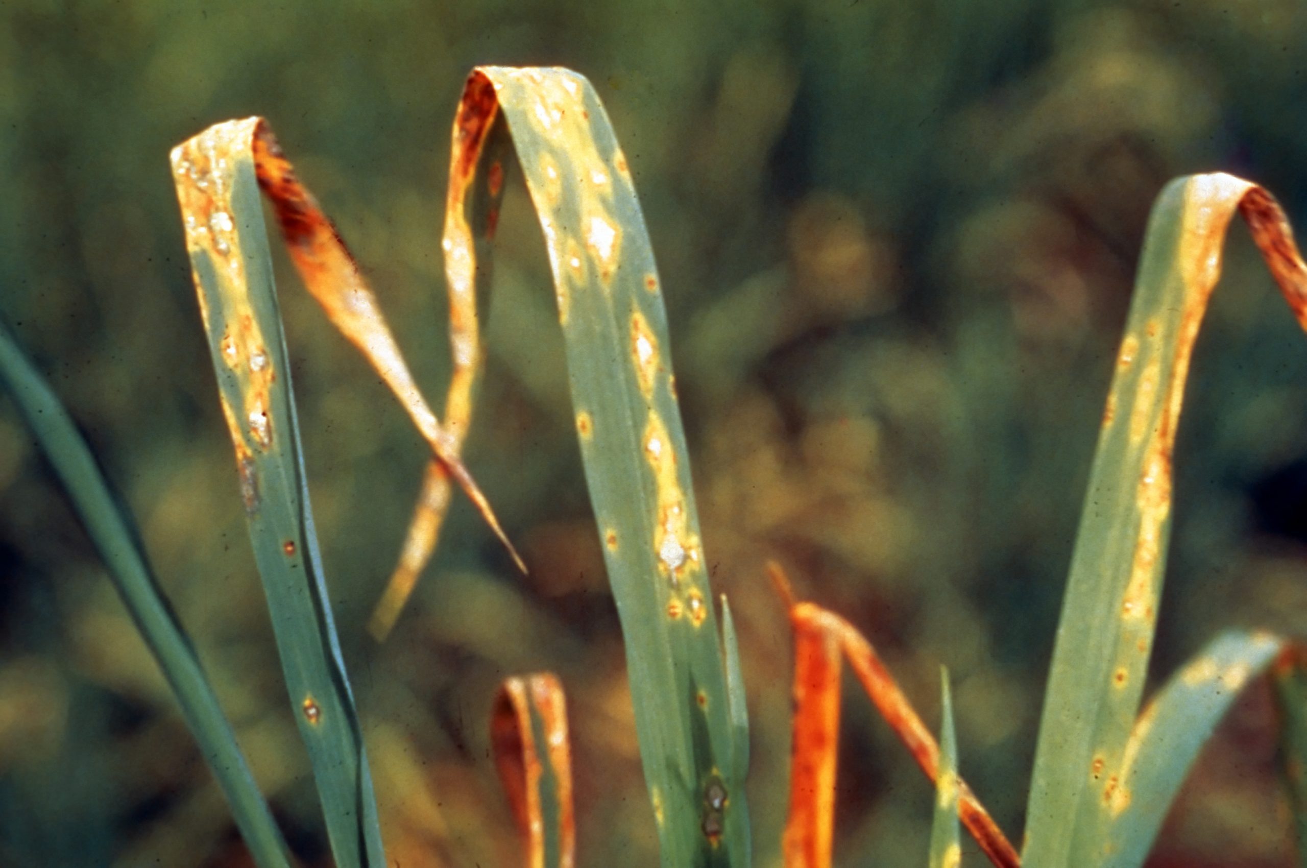 Blasting Off Researchers Discover A Pressure Sensor In Rice Blast