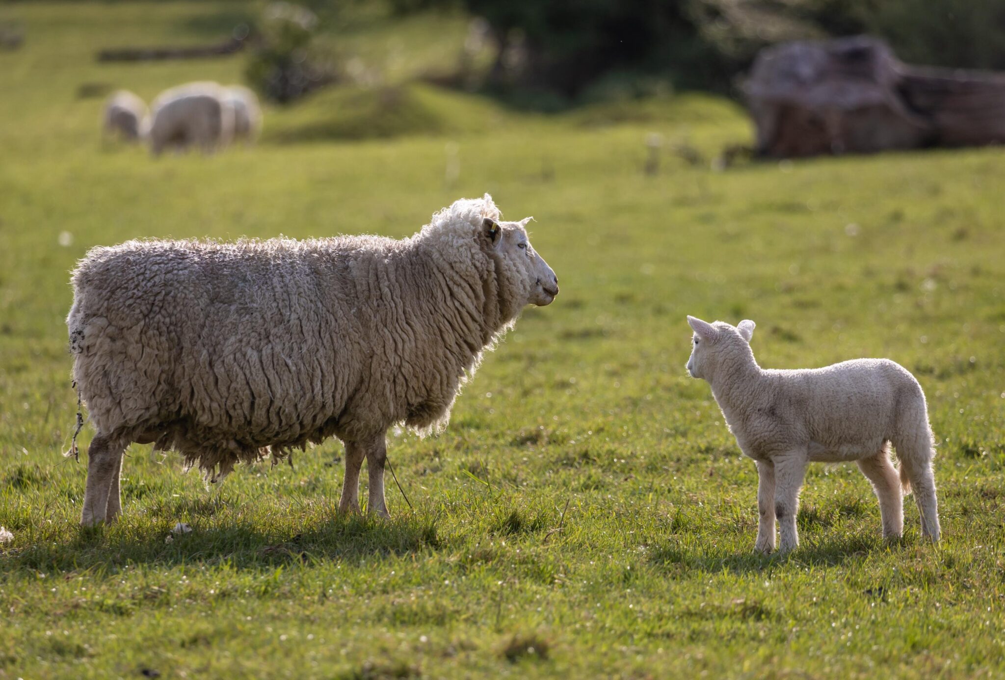 Wool You Look at That? – Yale Scientific Magazine