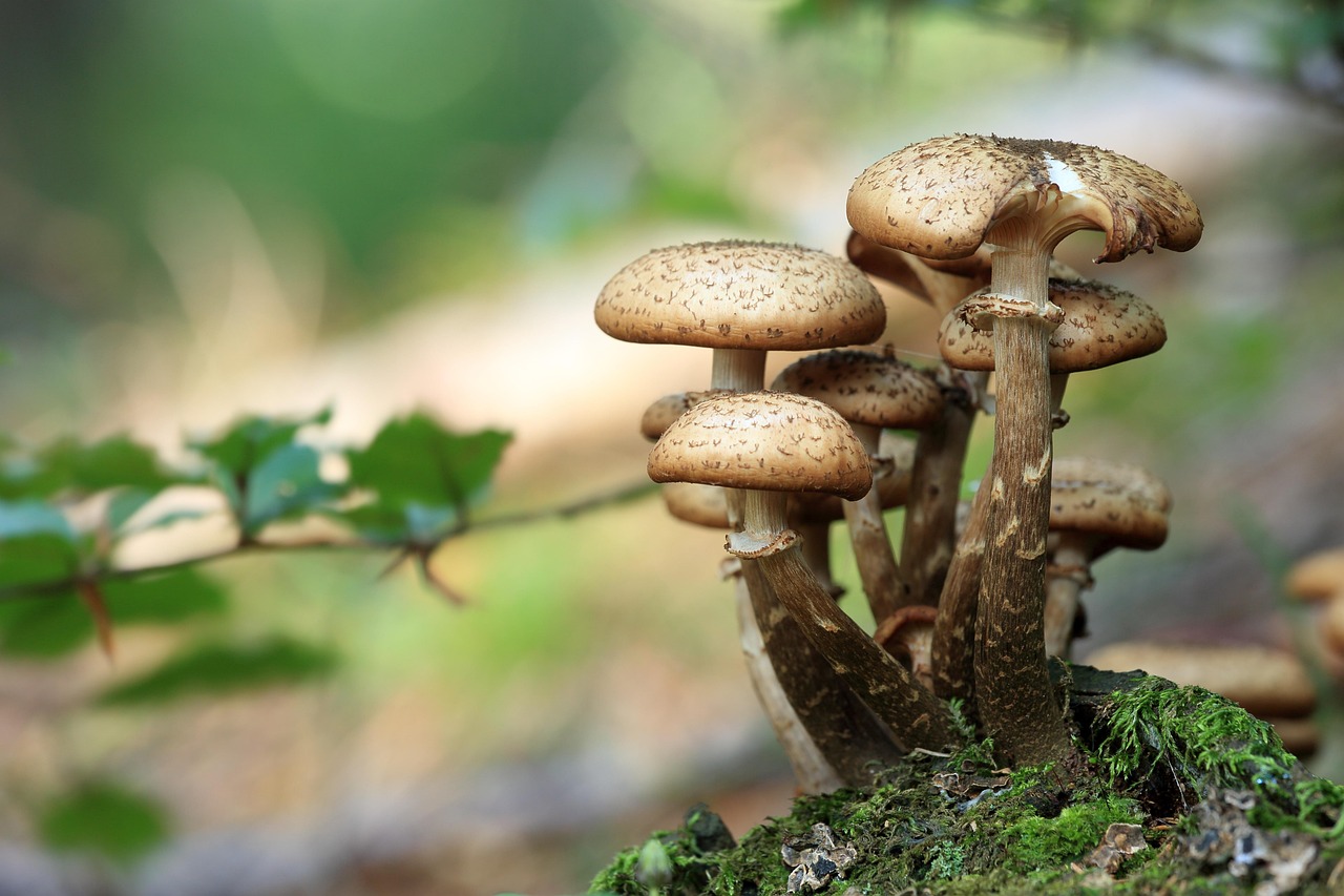 Microbial Power Plants – Yale Scientific Magazine