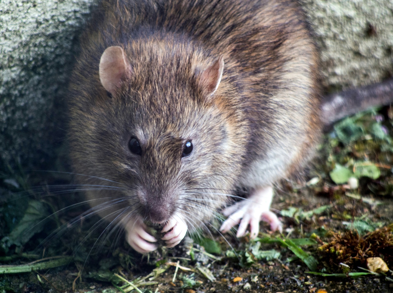 Oh, Rats! Zoonotic Diseases in Urban Interfaces – Yale Scientific Magazine
