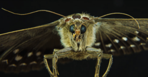 Why are moths drawn to light? – Yale Scientific Magazine