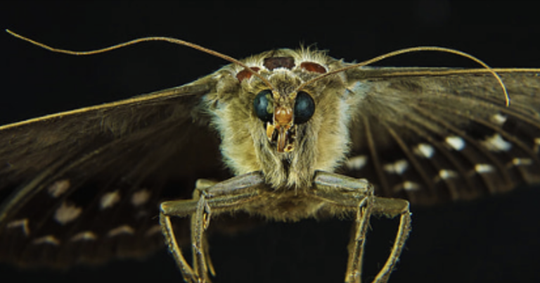 Why are moths drawn to light? – Yale Scientific Magazine