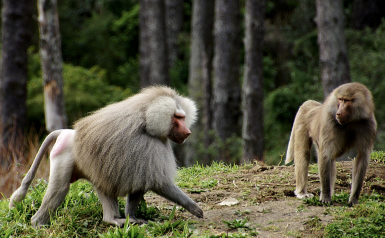 How did Homo sapiens lose their tails? – Yale Scientific Magazine