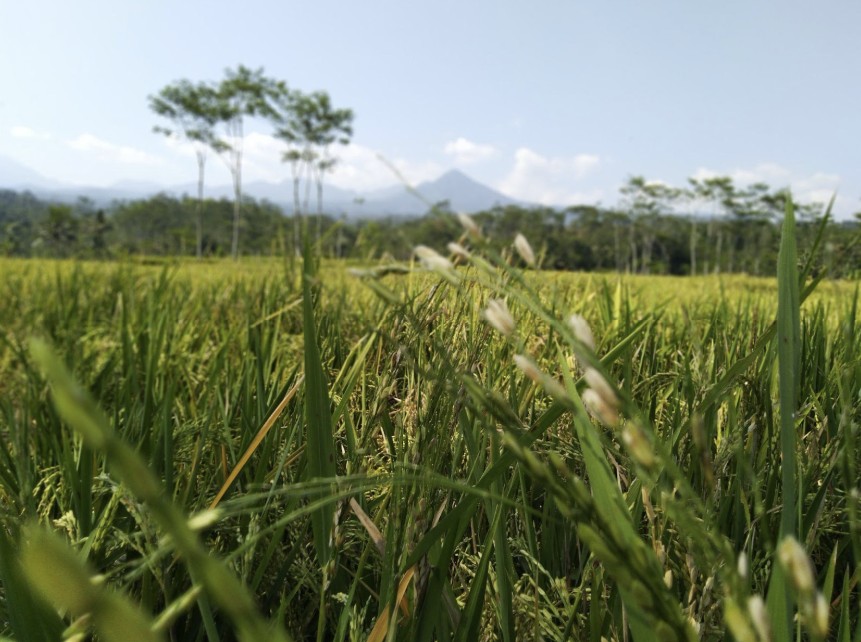 It’s an Ecological Trap! – Yale Scientific Magazine